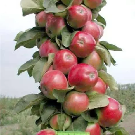 მსხვილი ნაწლავის ვაშლის ხის ვალუტა