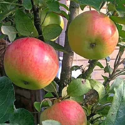 Colonin omenapuun valuutta