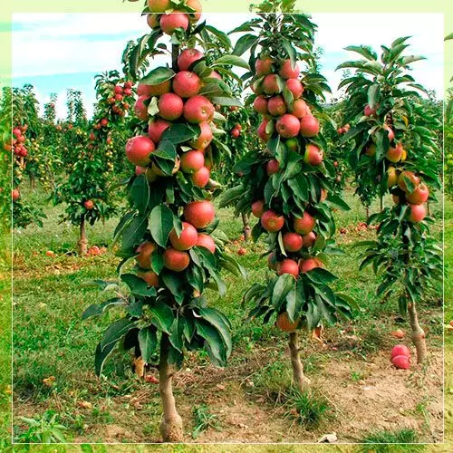 Colons æbletræsvaluta