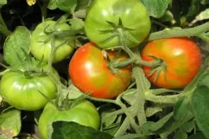 Περιγραφή της ντομάτας των επιχειρήσεων ντομάτας, τα χαρακτηριστικά και τη φροντίδα του