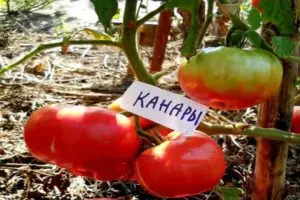 Περιγραφή της ποικιλίας ντομάτας Canara, καλλιέργειας και χαρακτηριστικών