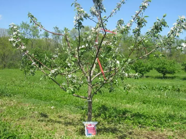 Apple Tree nie je ovocie