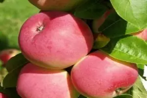 وصف فرقاطة شجرة التفاح وخصائصها ومقاومة الصقيع والعائد