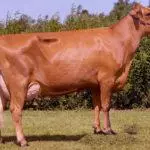 Rød Dansk Cow Breed: Beskrivelse og egenskaber, Indhold 5076_12