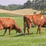 Breed Cow Denmark Merah: Deskripsi dan Karakteristik, Konten 5076_13