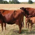 Rød Dansk Cow Breed: Beskrivelse og egenskaber, Indhold 5076_14