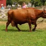 Red Danish Cow Breed: Description and Characteristics, Content 5076_4