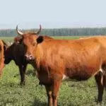 Rød Dansk Cow Breed: Beskrivelse og egenskaber, Indhold 5076_5
