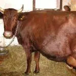 Rød Dansk Cow Breed: Beskrivelse og egenskaber, Indhold 5076_8