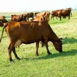 Rød Dansk Cow Breed: Beskrivelse og egenskaber, Indhold 5076_9