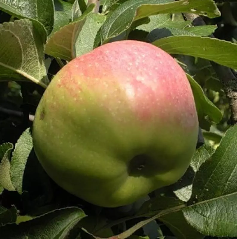 Apple Tree Bogatyr.