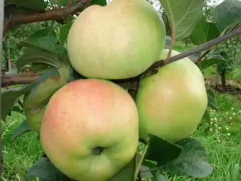 Apple Tree Bogatyr.