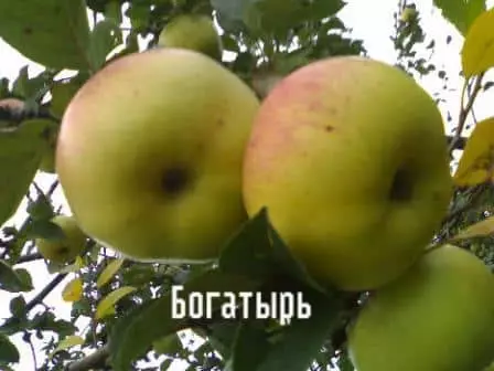 Apple Tree Bogatyr