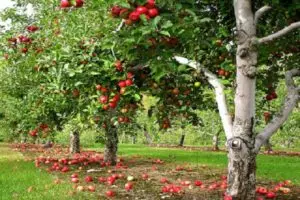 وصف وخصائص أصناف الأشجار التفاحية، أصناف، الهبوط والرعاية