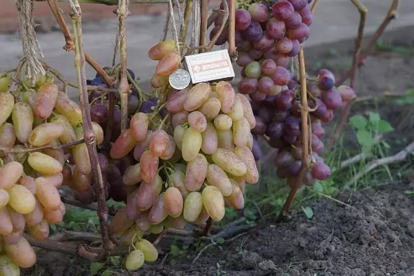 Table Grapes.
