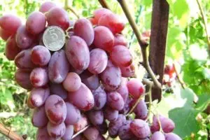 Opis in značilnosti Grapes Victor Victor, prednosti in slabosti, rastejo