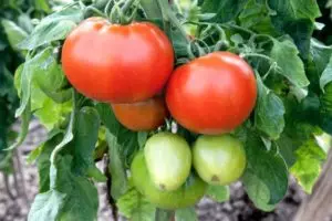 Tomate Tomate txapeldunaren deskribapena F1 eta haren ezaugarriak