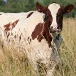 Pasmina krava zraka: Opis i karakteristike, prednosti i minusi CRS-a i njege 5090_10
