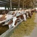 Pasmina krava zraka: Opis i karakteristike, prednosti i minusi CRS-a i njege 5090_11