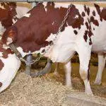 Airshire φυλή αγελάδων: Περιγραφή και χαρακτηριστικά, πλεονεκτήματα και μειονεκτήματα CRS και φροντίδα 5090_12