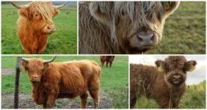 Descrizione dei primi 7 mini mucche della razza nana e della loro popolarità in Russia