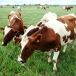Airshire rasă de vaci: descrierea și caracteristicile, argumentele pro și minusuri ale CRS și de îngrijire 5090_15
