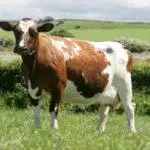 Aubshire品种奶牛：CRS和护理的描述和特征，优点和少数 5090_16