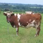Pasmina krava zraka: Opis i karakteristike, prednosti i minusi CRS-a i njege 5090_2