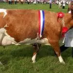 Airshire φυλή αγελάδων: Περιγραφή και χαρακτηριστικά, πλεονεκτήματα και μειονεκτήματα CRS και φροντίδα 5090_4