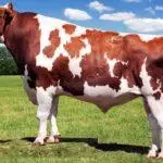 Airshire raça de vacas: descrição e características, profissionais e minuses de CRS e cuidado 5090_6