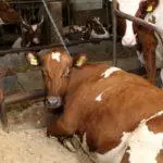 Airshire rasă de vaci: descrierea și caracteristicile, argumentele pro și minusuri ale CRS și de îngrijire 5090_7