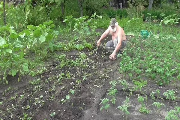 กำจัดวัชพืชในพื้นที่