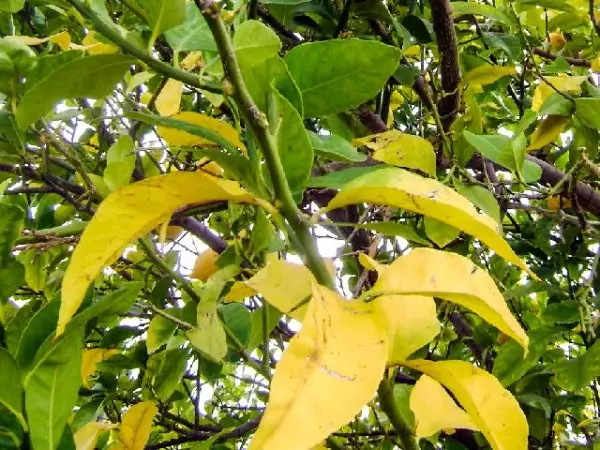 Yellowed löv i ett äppelträd