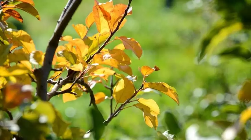 Waarom gele bladeren in een appelboom