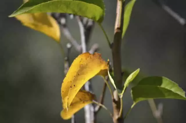 Varför gula löv i ett äppelträd
