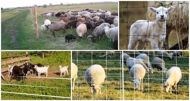Eletrofup para ovelhas