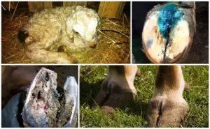 Симптоми и лечение на копита овце нападатели у дома, превенция
