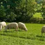 Elektropastuch für Schafe: Bewertung von Herstellern und Modellen, wie installiert 5100_3