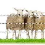 Electropasthuch za ovce: rating proizvajalcev in modelov, kako namestiti 5100_4
