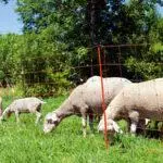 Elektropastuch für Schafe: Bewertung von Herstellern und Modellen, wie installiert 5100_5