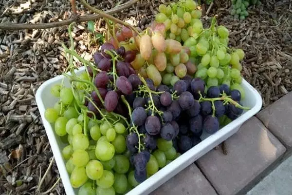 დაჭრილი ყურძენი