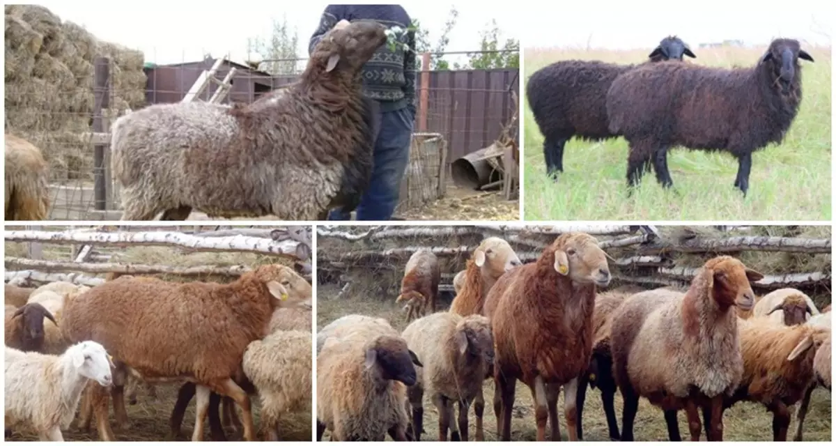 Edilbaevskaya Breed Sheep.