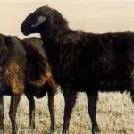 Giống cừu edilbaevskaya: mô tả và đặc điểm, tỷ lệ 5102_12