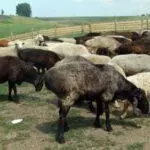 Edilbaevskaya גזע של כבשים: תיאור ומאפיינים, תעריפים 5102_13