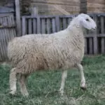 Edilbaevskaya גזע של כבשים: תיאור ומאפיינים, תעריפים 5102_14