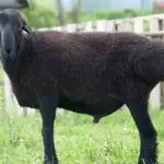 Edilbaevskaya plemeno oviec: popis a charakteristiky, ceny 5102_2