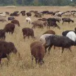 Edilbaevskaya порода овце: описание и характеристики, цени 5102_3