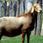 Edilbaevskaya plemeno ovcí: popis a vlastnosti, sazby 5102_4
