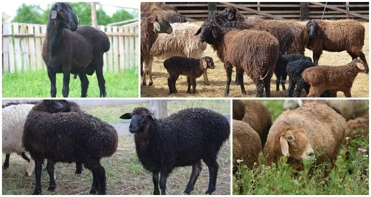 Owce rasy Edilbaevskaya