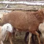 Edilbaevskayaの羊の繁殖：説明と特徴、料金 5102_7
